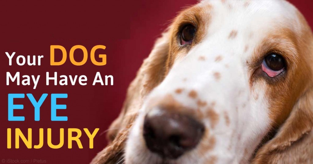 Significant Symptoms Of Eye Injuries In Your Pet - CanadaVetExpress ...