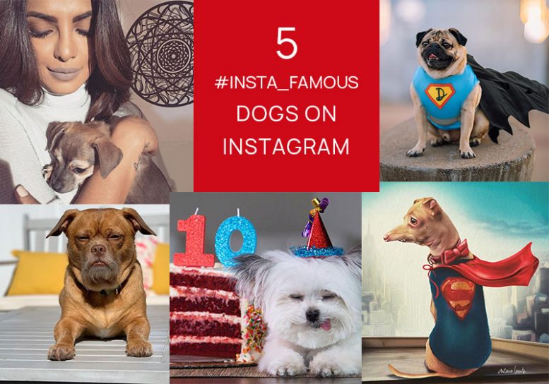 5 #INSTA_FAMOUS DOGS ON INSTAGRAM - CanadaVetExpress - Pet Care Tips