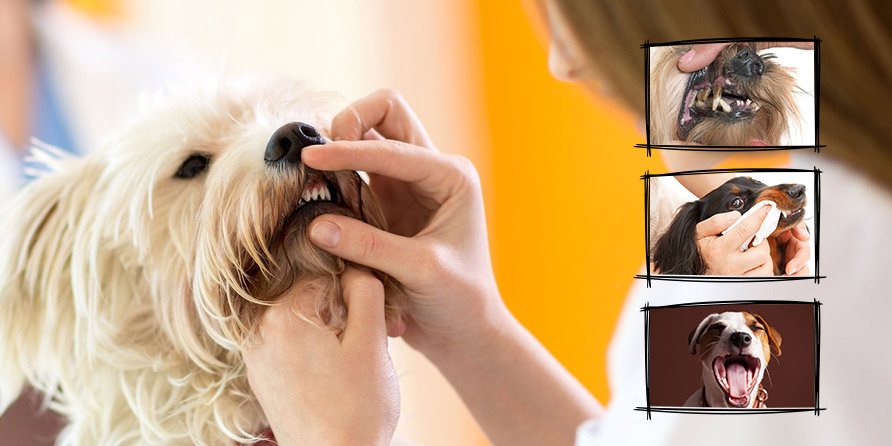 Dental Problems and Maintenance of Oral Hygiene in Dogs ...