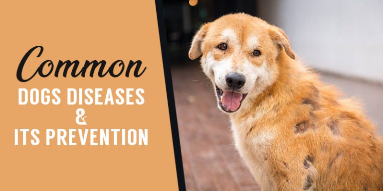 Common Dogs Diseases and its Prevention - CanadaVetExpress - Pet Care Tips