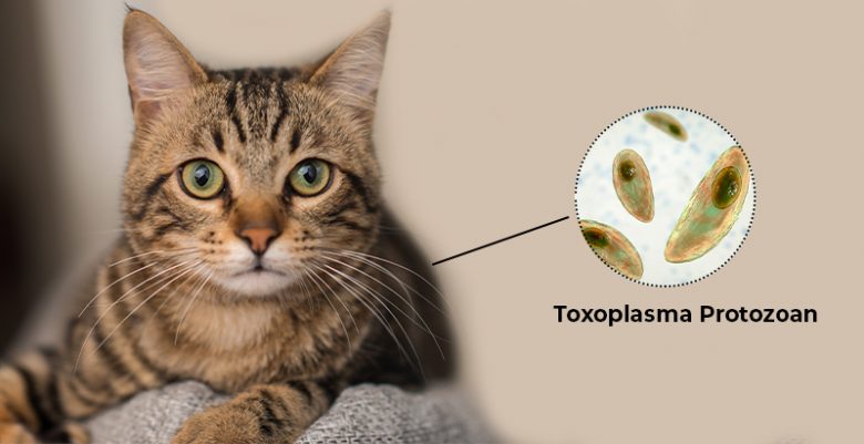 What is Toxoplasmosis and How Does it Affect Your Cats ...