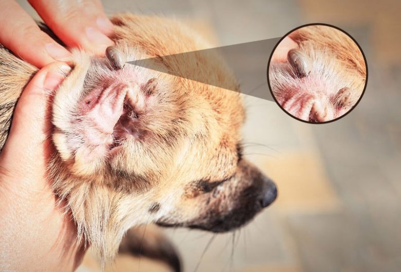 Guide to Remove and Prevent Ticks From Dog’s Ears