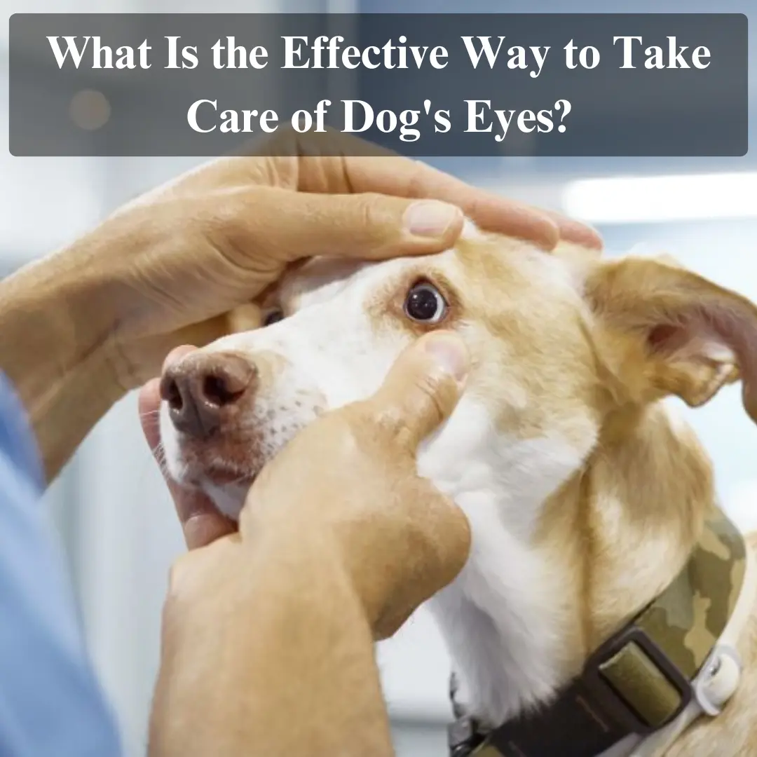 What Is the Effective Way to Take Care of Dog’s Eyes?