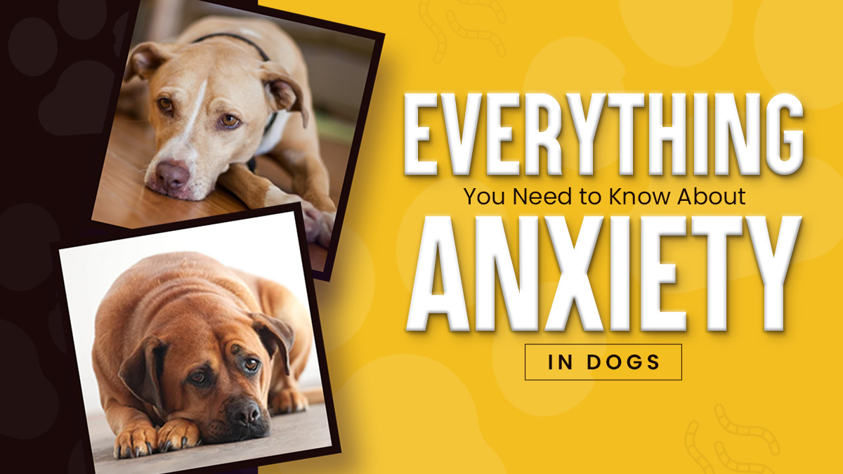 Dog Anxiety Explained: Causes, Symptoms & Best Ways to Help