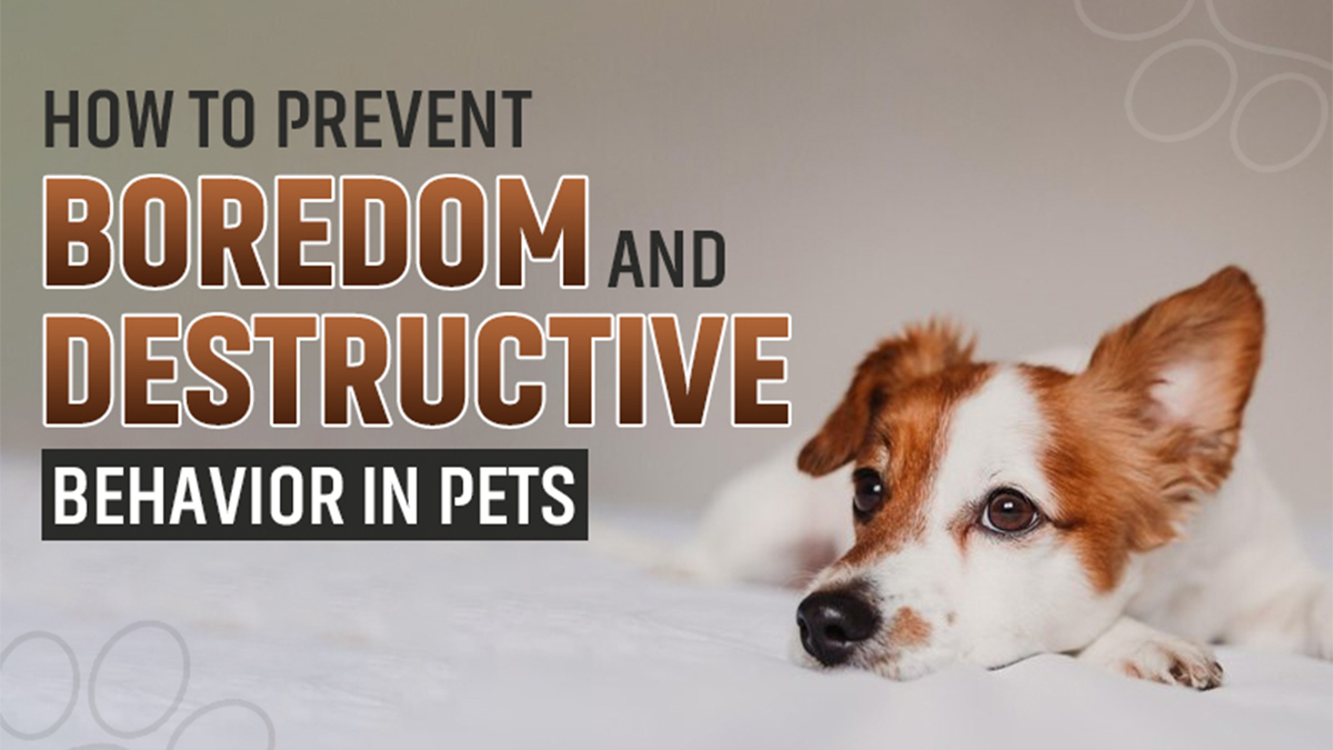 How to Prevent Boredom and Destructive Behavior in Pets