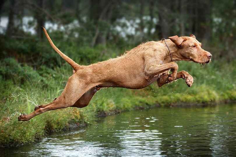 Top 10 Fastest Dogs in the World: Meet the Speed Champions