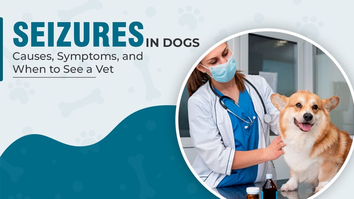 Seizures in Dogs: Causes, Symptoms & When to See a Vet