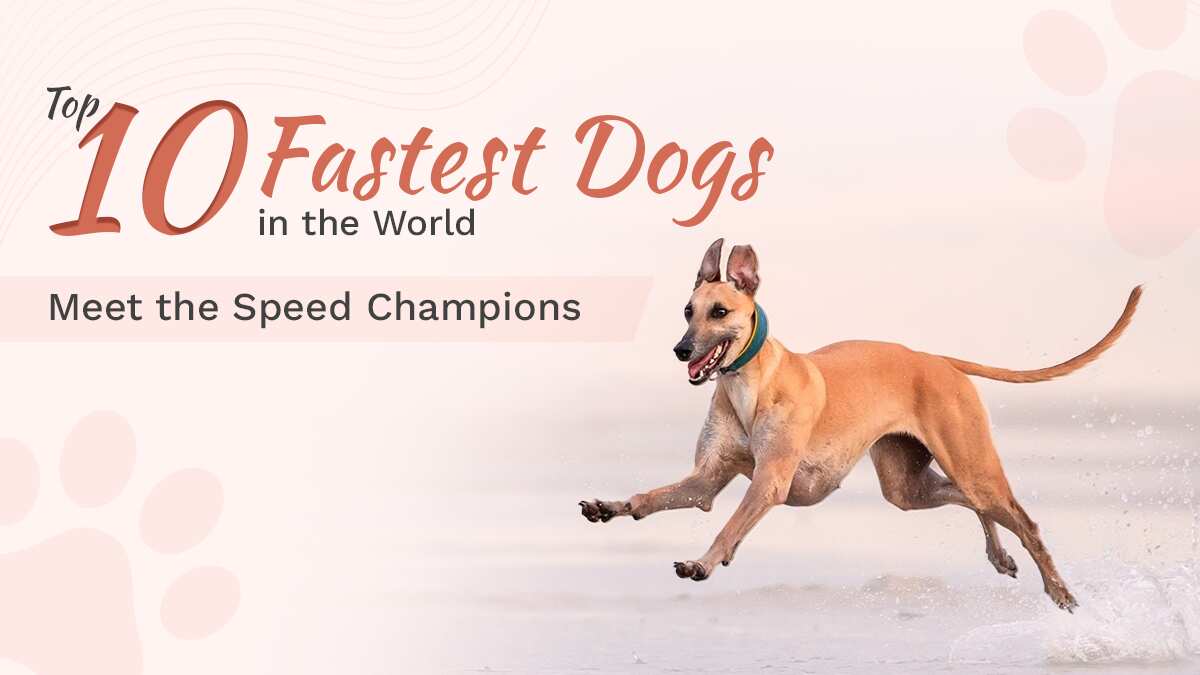 Top 10 Fastest Dogs in the World: Meet the Speed Champions