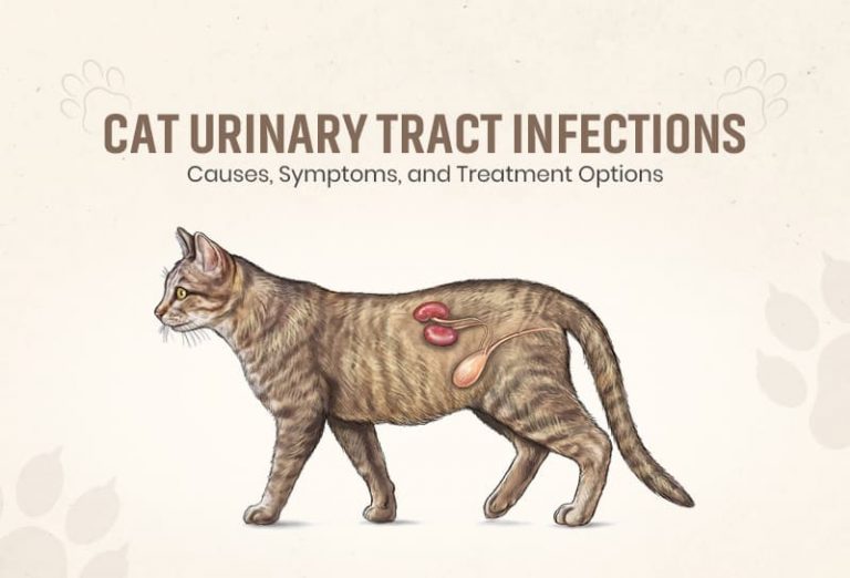 Cat Urinary Tract Infections: Causes, Symptoms, & Treatment