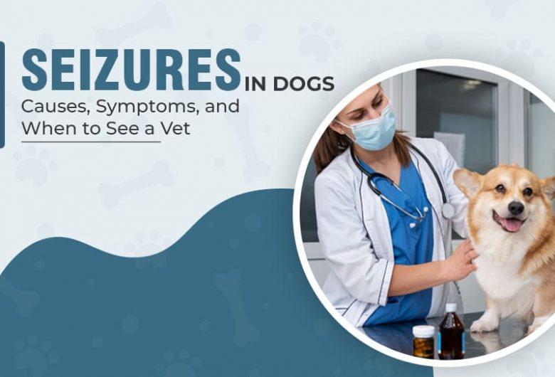 Seizures in Dogs: Causes, Symptoms & When to See a Vet