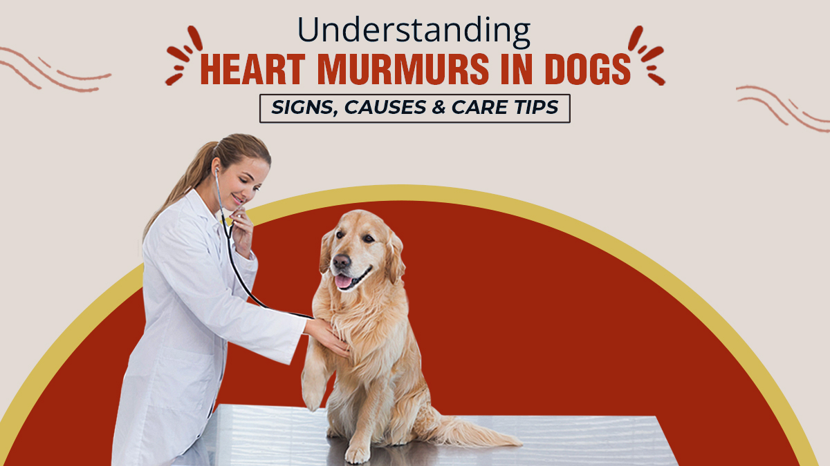 Understanding Heart Murmurs in Dogs: Signs, Causes & Care Tips